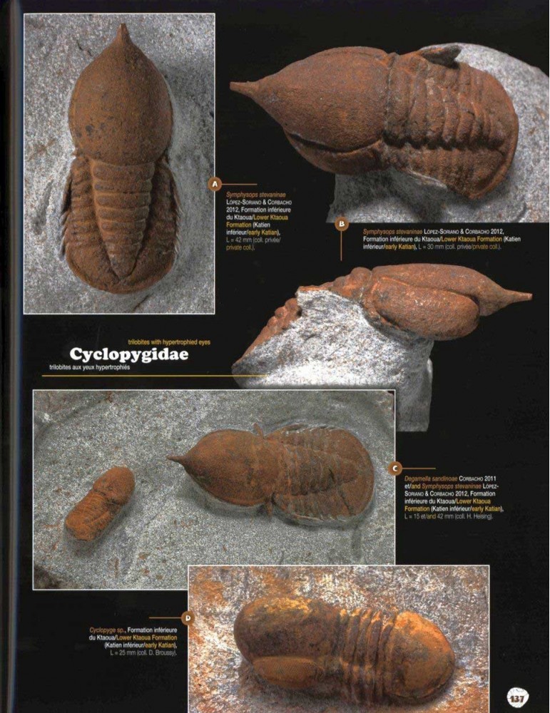 LIB023 - Fossils from Morocco, Volume 1: Emblematic Localities from the ...