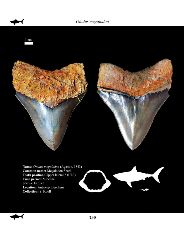 Neogene Sharks of Antwerp - by Stephane Knoll