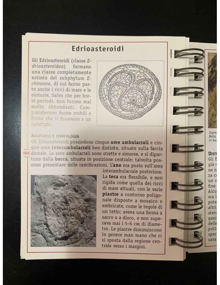 Fossils - Knowing recognizing and collecting the invertebrate fossils ...