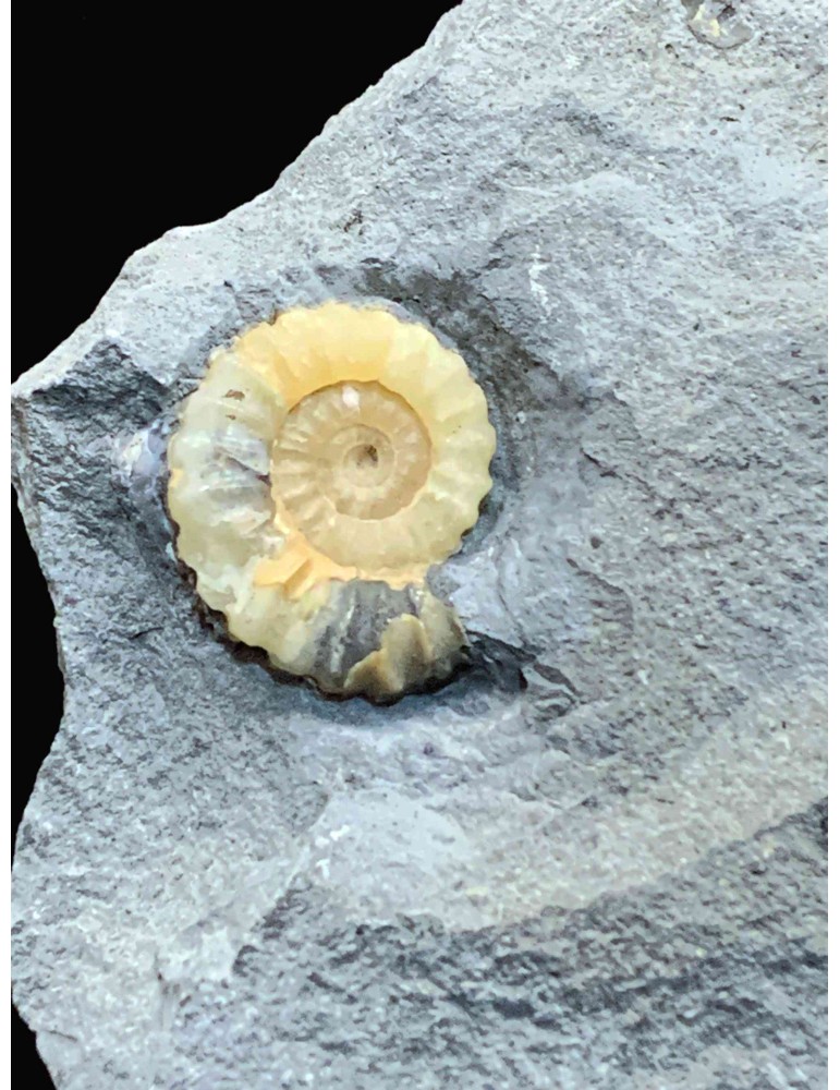 Ammonite fossile Promicroceras planicosta (Sowerby 1814)