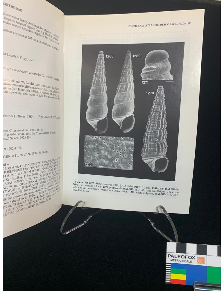 Revision of the northeast Atlantic bathyal and abyssal Mesogastropoda